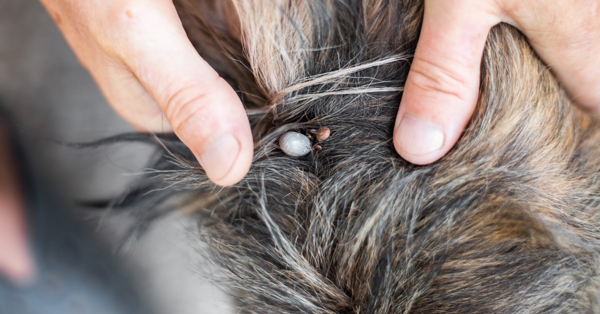 How to Prevent and Treat Parasites in Dogs | Fleas, Ticks, Heartworm & Mor