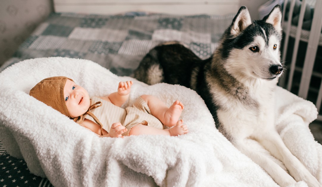 Tips on Preparing Your Dog for a New Baby