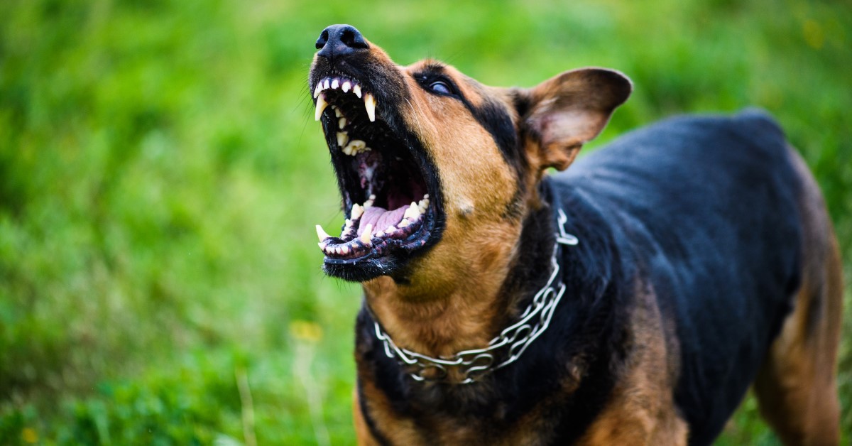 Aggression in Dogs | Why Do Dogs Growl and What It Means