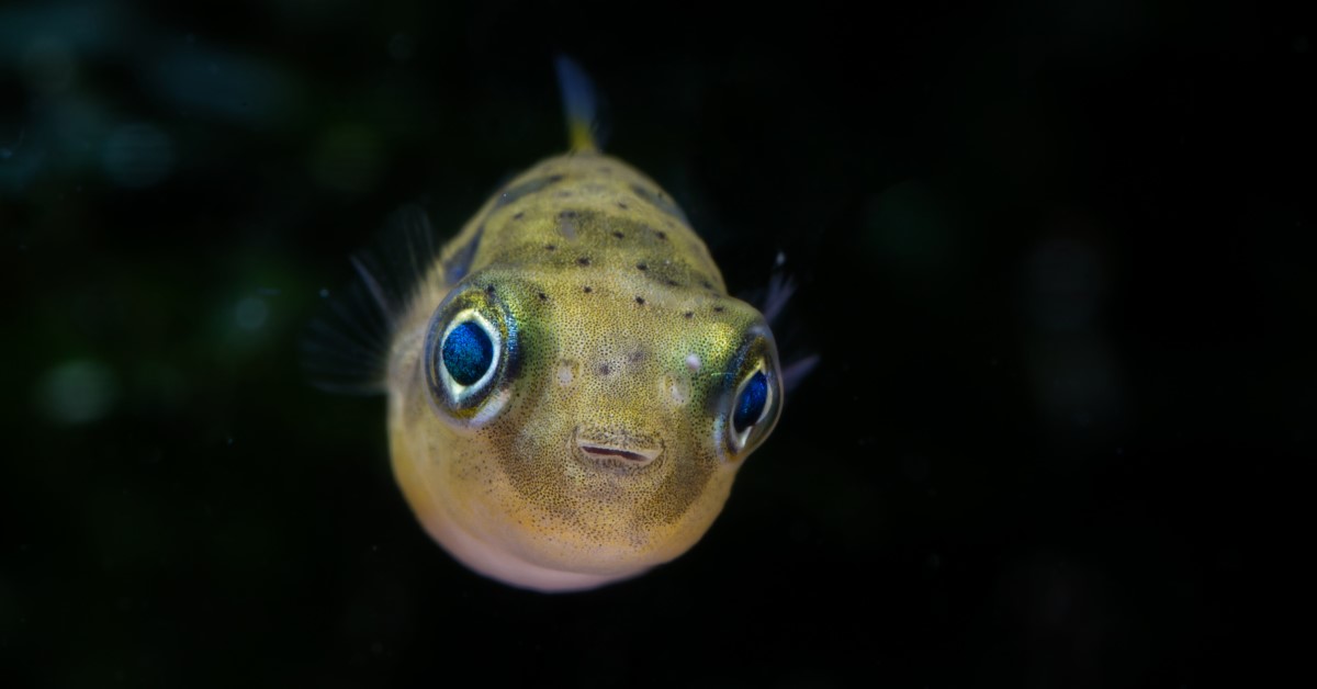 Meet the Pea Puffer | The Smallest Pufferfish Has a Big Personality