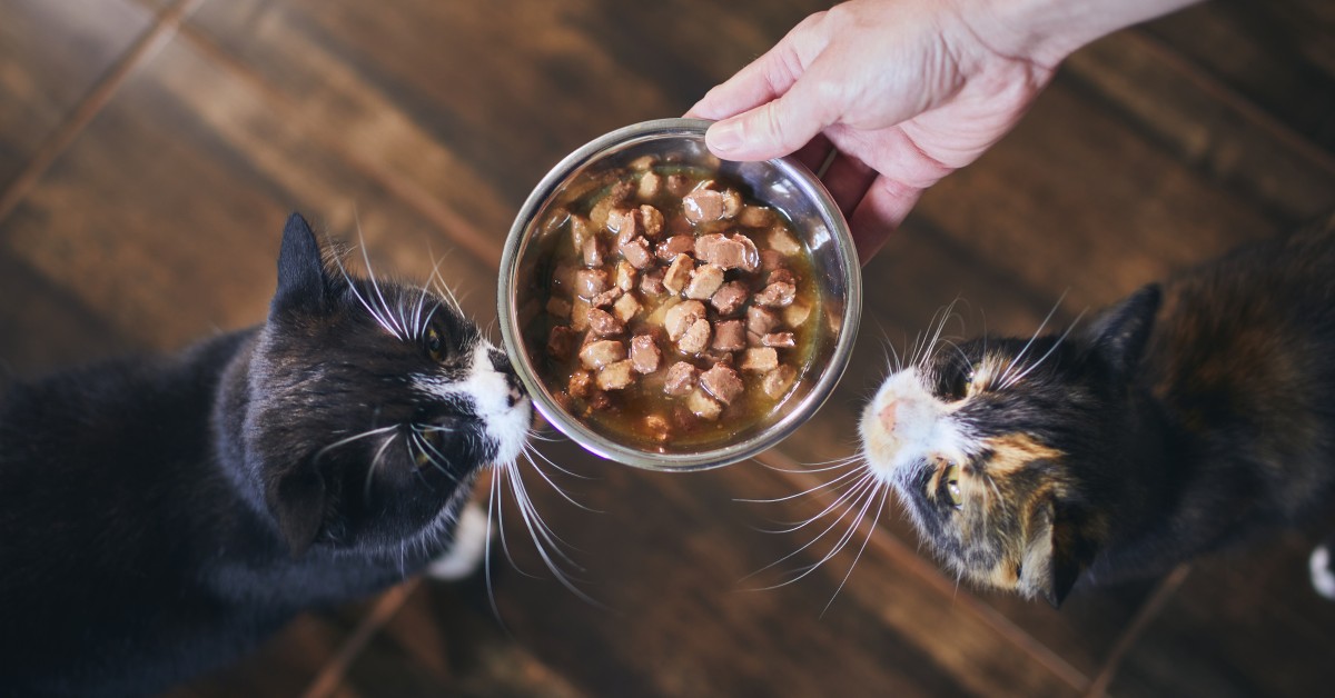5 Homemade Cat Food Recipes Your Kitty Will Love