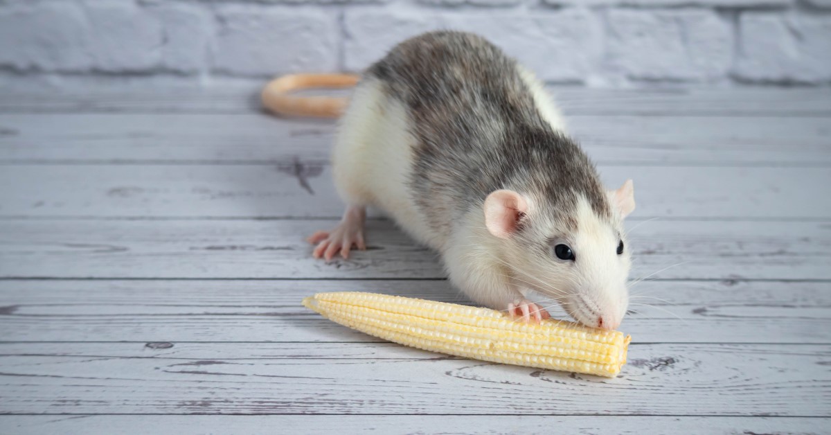 Educational Articles | Pet Assure