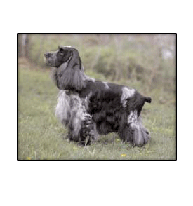 Cropping Your Dog's Tail or Clipping His Ears