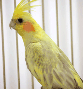 Controlling Bird Dust and Dander