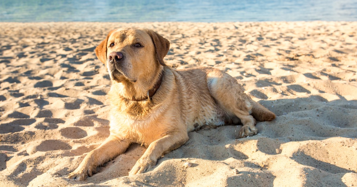 Protect Your Pooch From the Summer Heat with Dog Sunscreen