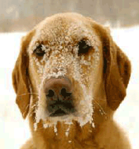 Frostbite Dangers in Animals