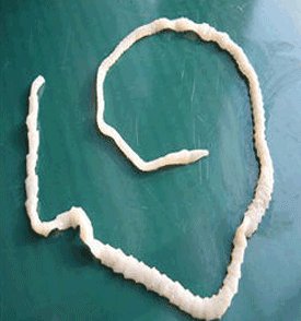 Tapeworms in Cats and Dogs