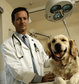 Dog Prostatitis: Signs and Symptoms