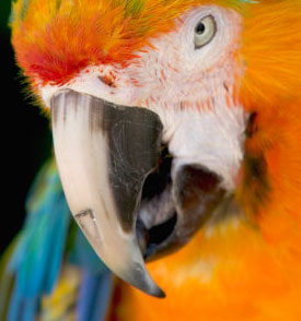 Bird Beaks: Disorders and Diseases