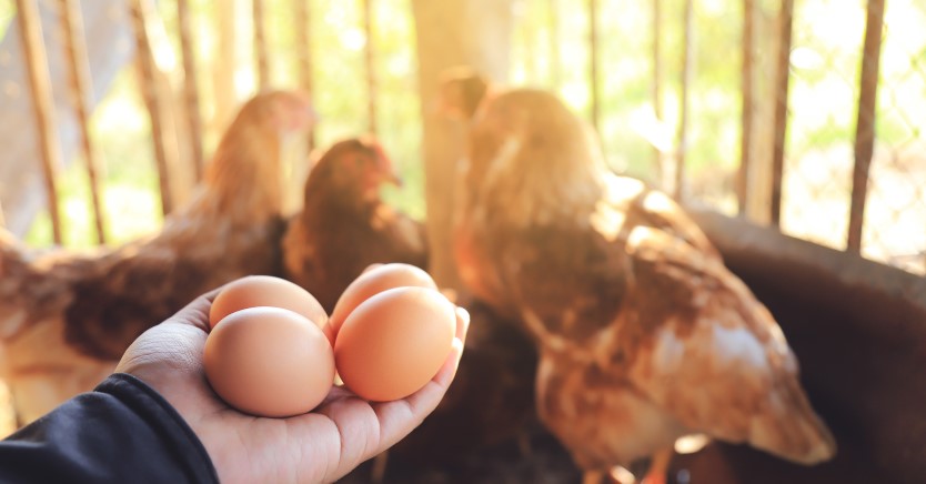 Controlling Bird Dust and Dander