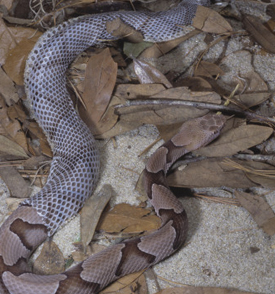 Snakes Jump Out of Their Skin, Too!