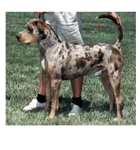 The Catahoula Leopard Dog