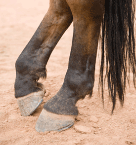 Hoof Care is Essential to Your Horse's Health