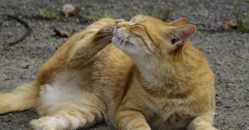5 Homemade Cat Food Recipes Your Kitty Will Love