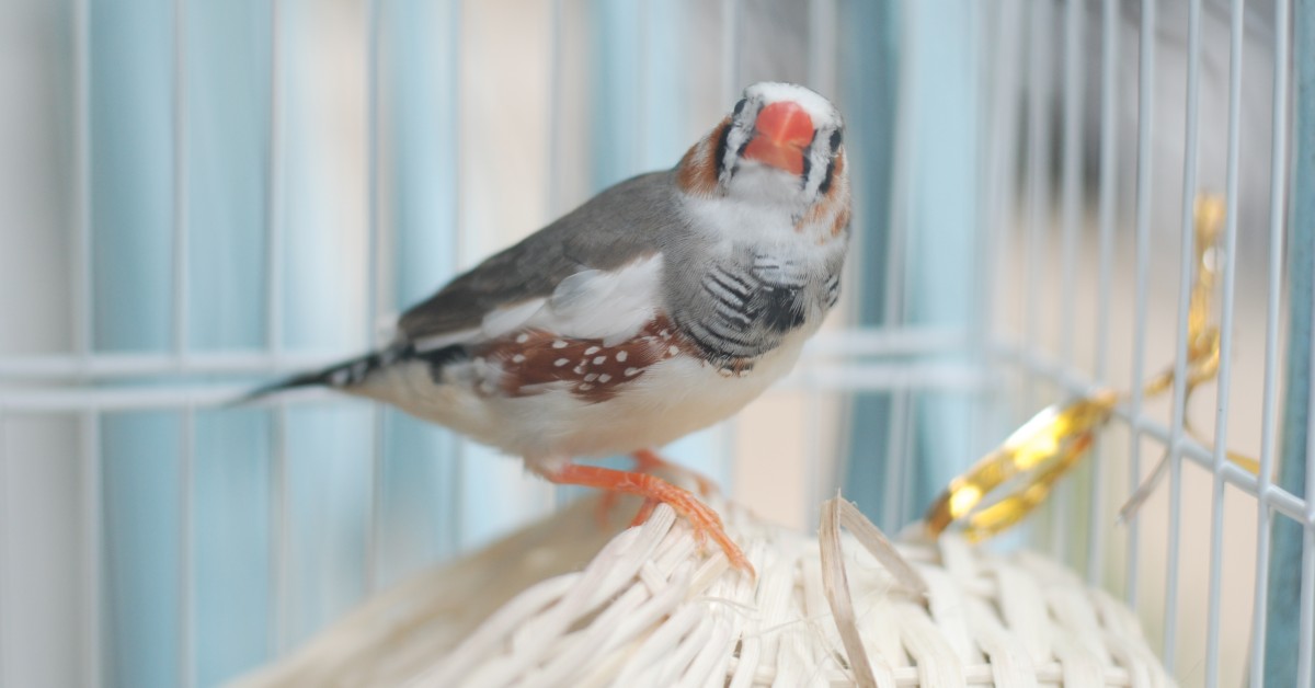 Educational Articles | Pet Assure