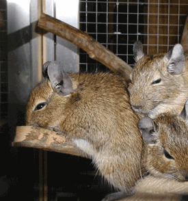 The Adorable and Delightful Degu!