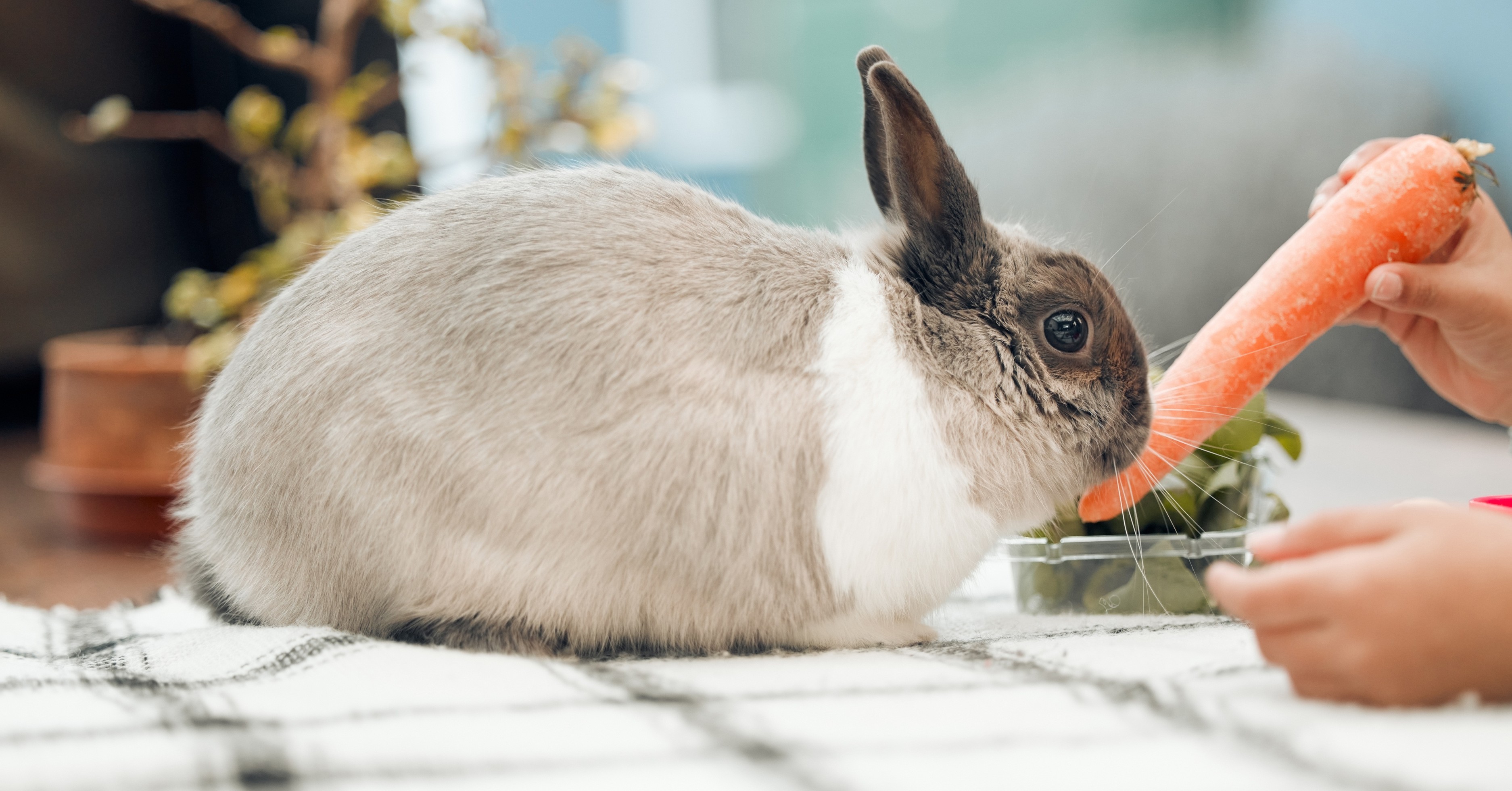 What to Feed Your Pet Rabbit | Pet Care Dos & Don'ts