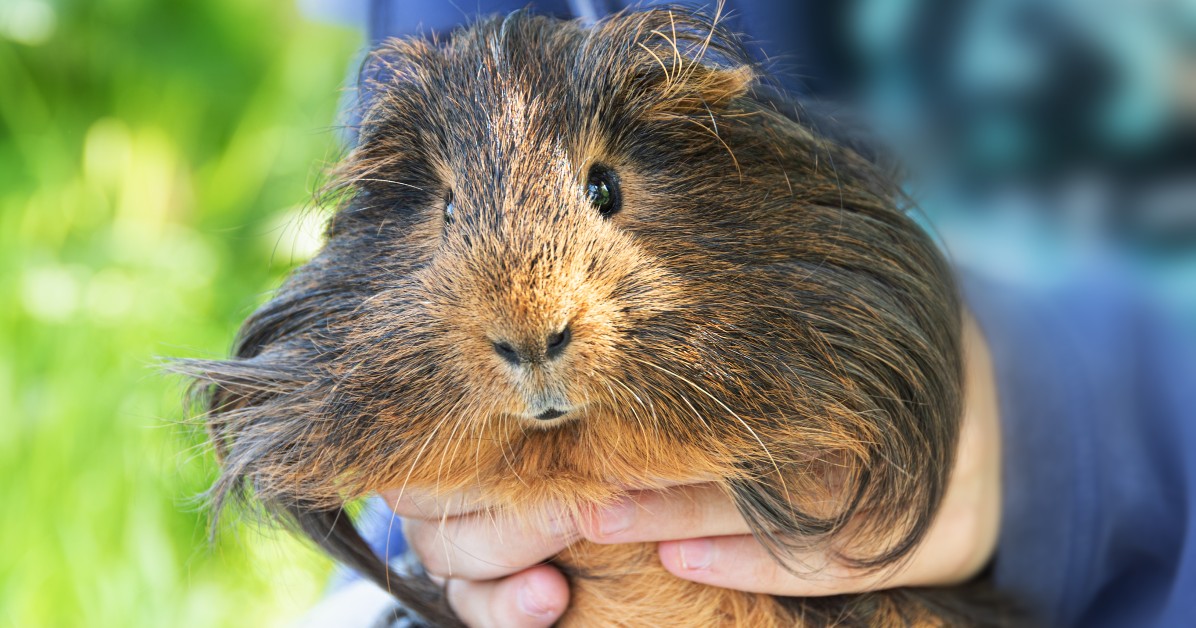 Choosing the Right Pocket Pet | Guinea Pigs, Sugar Gliders, Hamsters ...