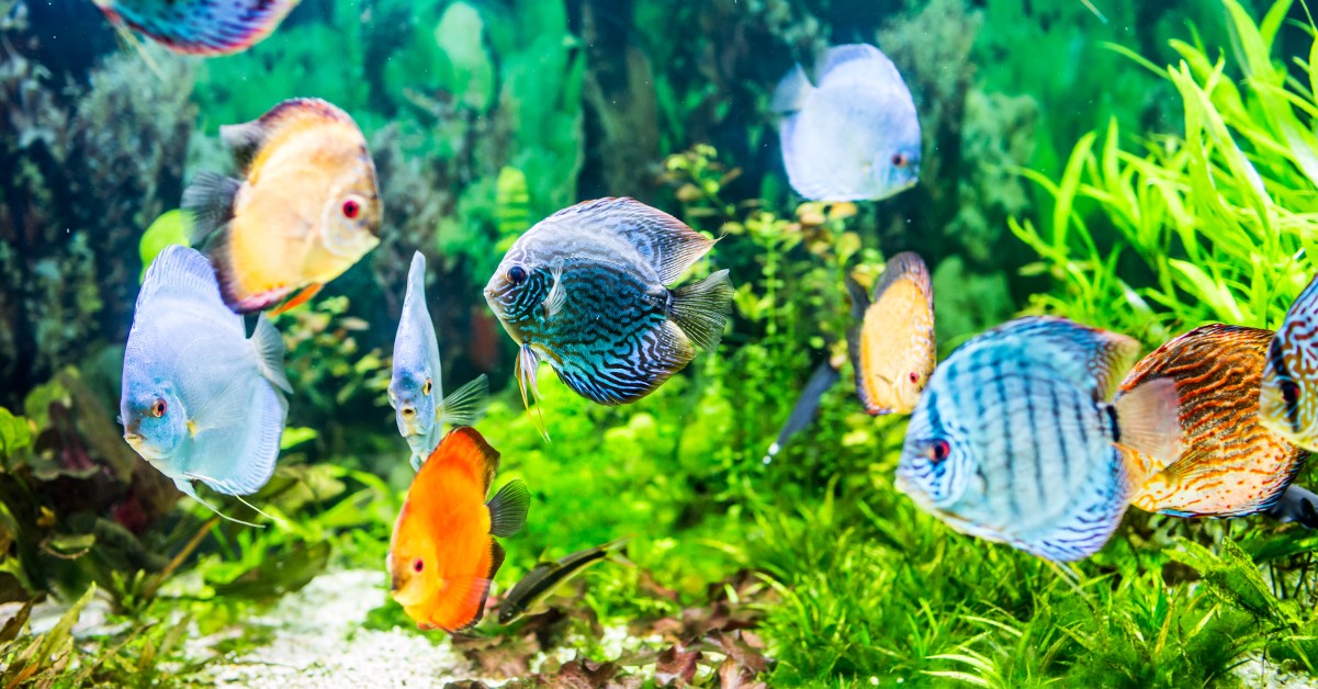 Seven Parasites Harmful to Your Tropical Fish