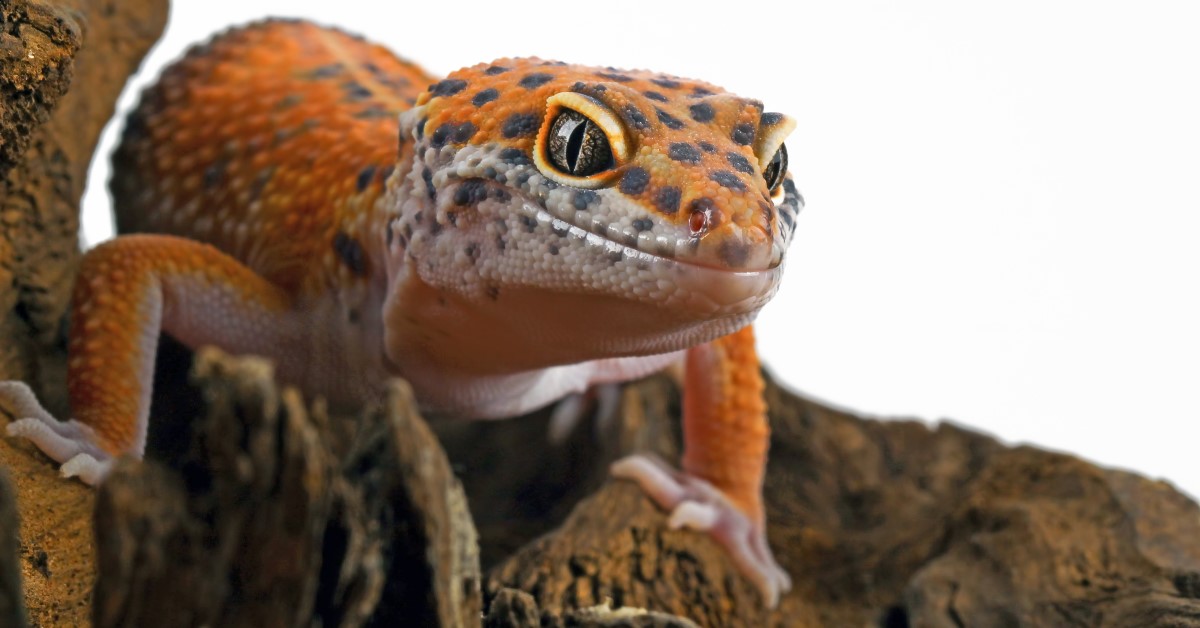 Top 10 Gecko Species that Make Great Pets