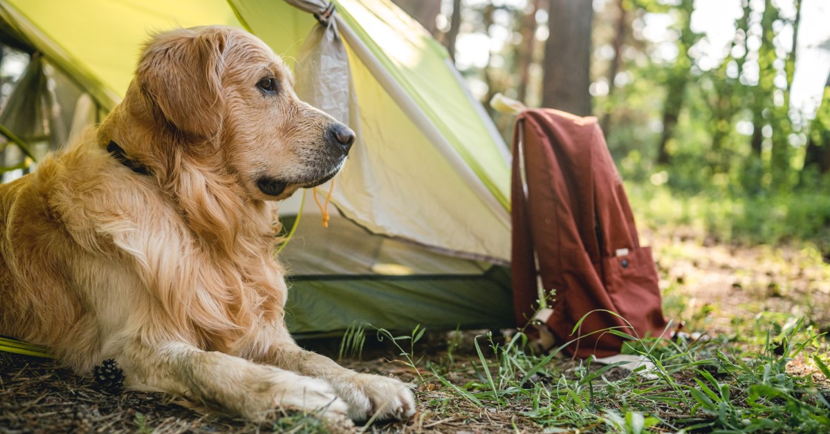Keep Your Pet Safe This Summer with This Handy Tips